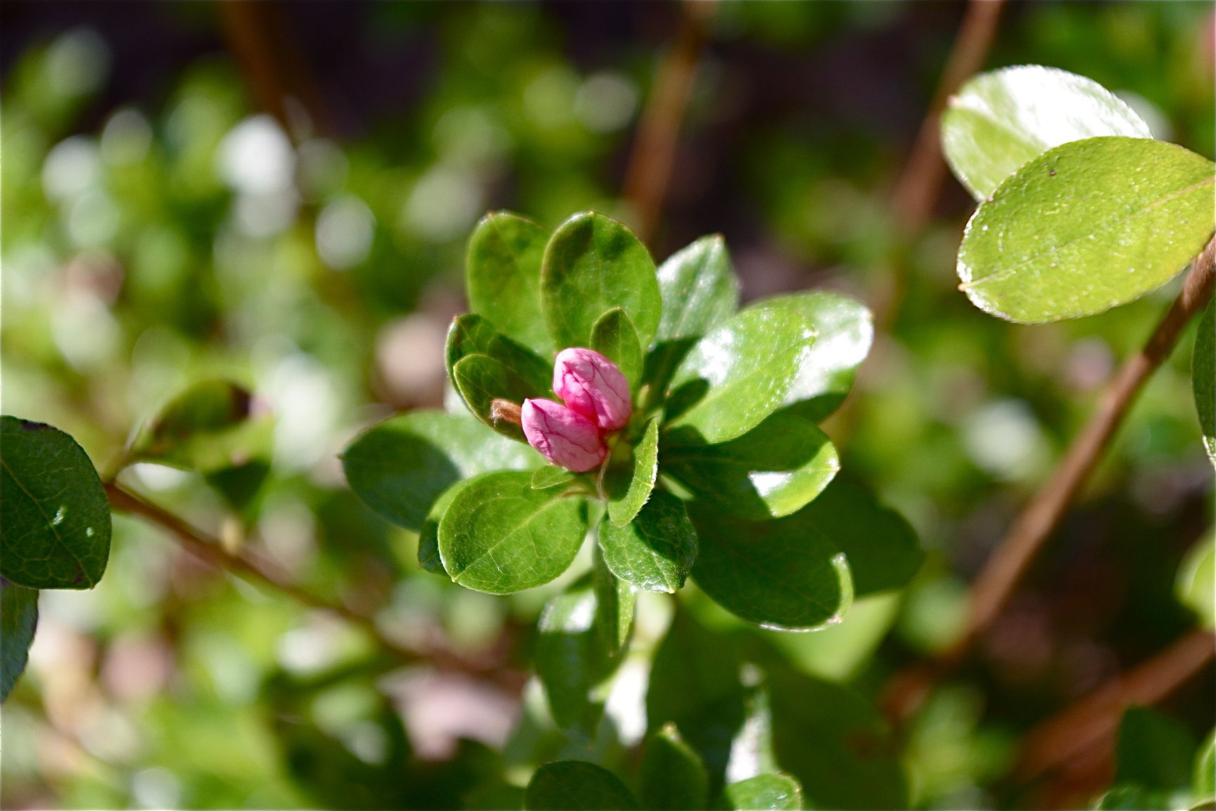 A closer look at spring | Art by Marie Scott
